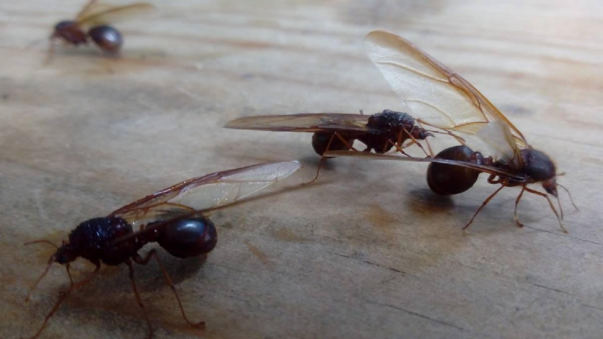 Hormigas chicatanas: de dónde son y por qué se consideran un plato ...