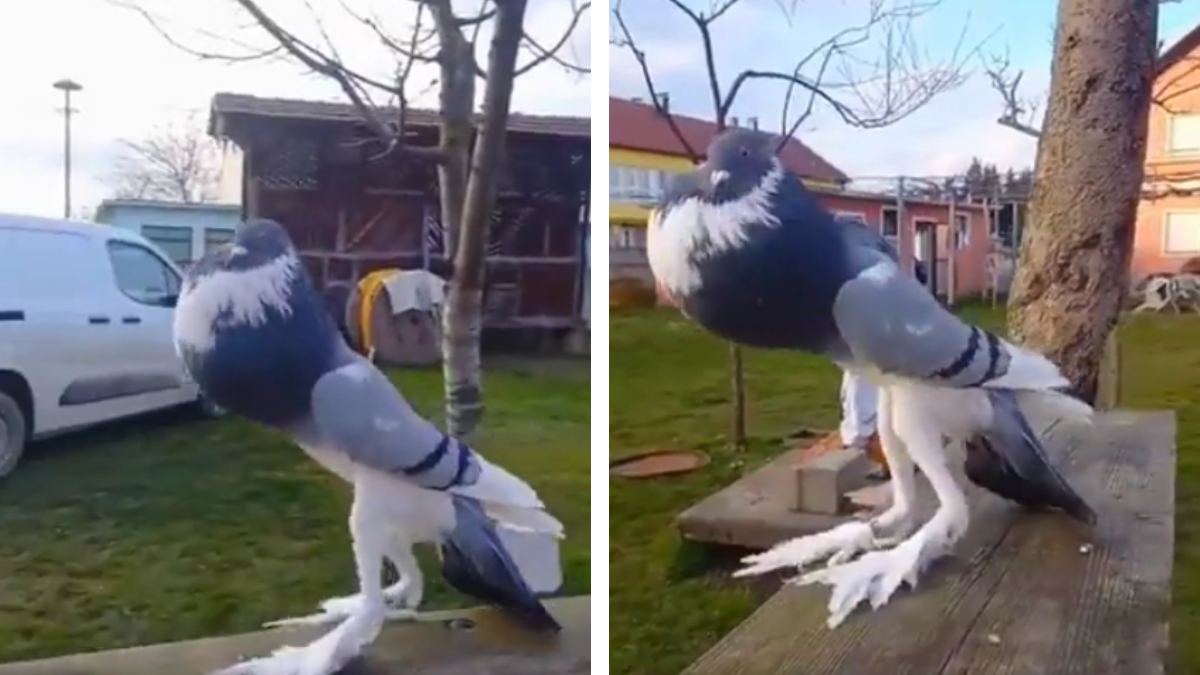 Paloma mutante: conmociona aparición de rara ave- UnoTV