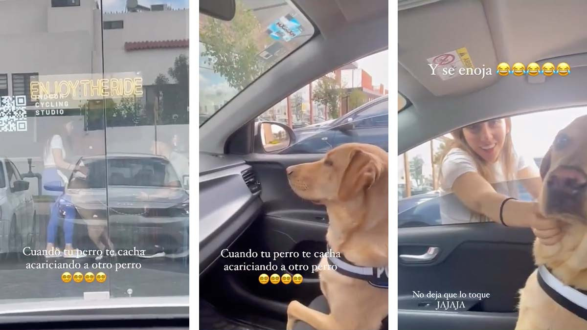 Perrito cacha a su dueña acariciando a otro perro - UnoTV