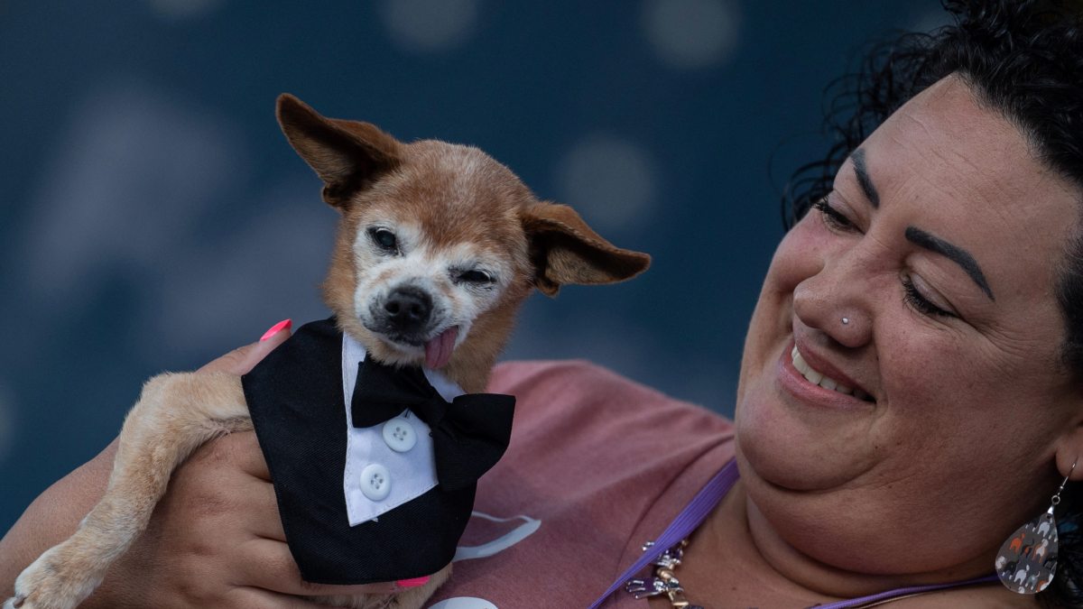 No lo creerás: este es el perrito más feo del mundo - UnoTV