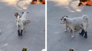 Video: El perro con botas se viraliza al caminar con estilo - UnoTV