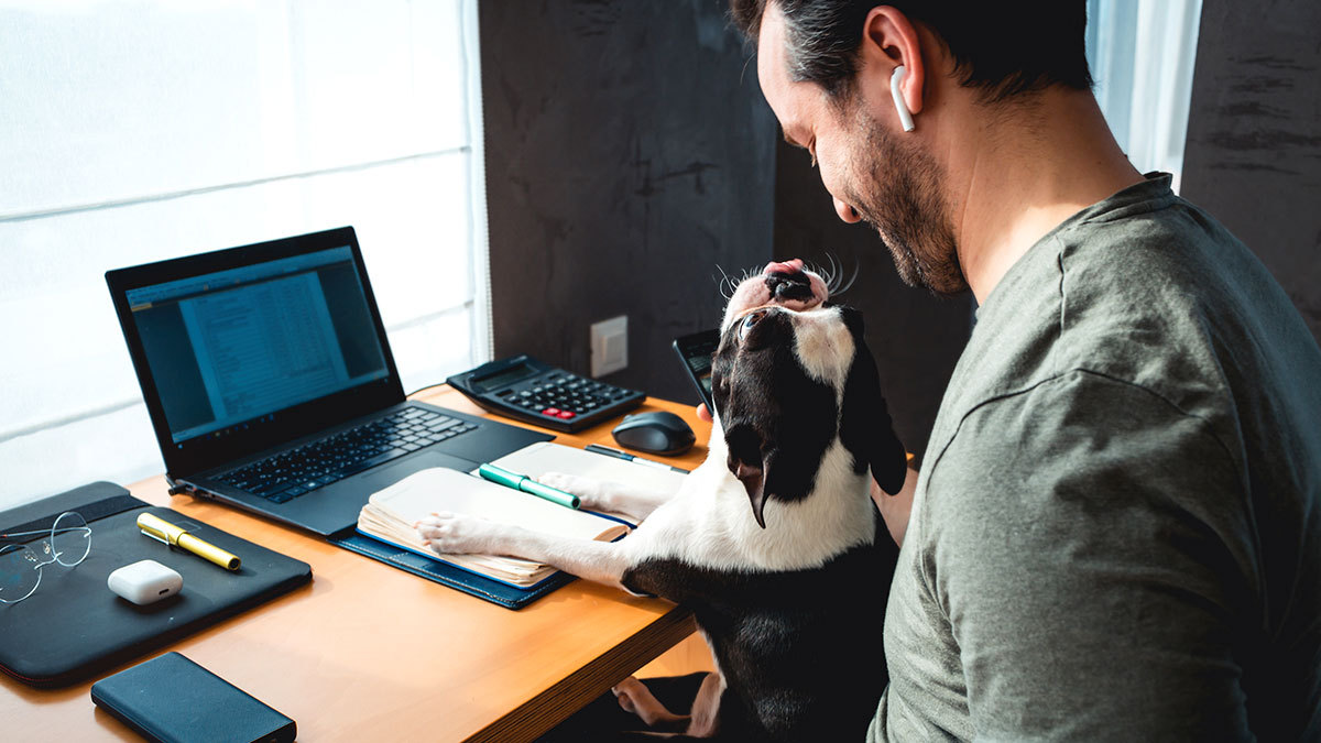 Día Mundial de llevar al Perro al Trabajo; ve beneficios - UnoTV