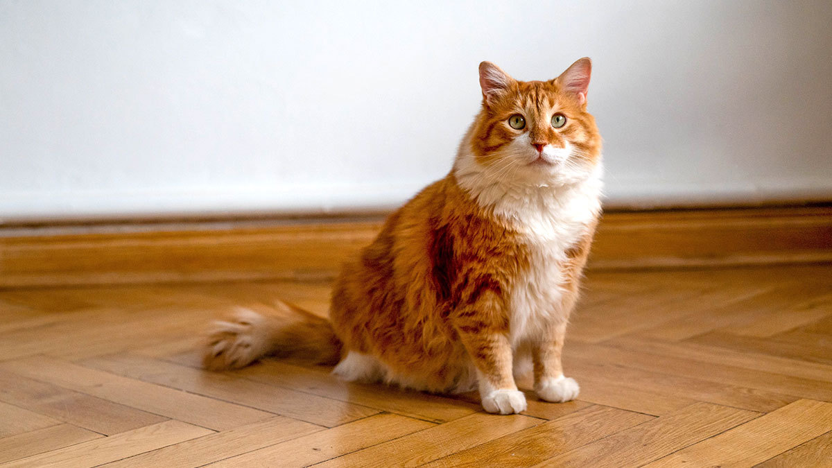 Por qué los gatos siempre caen parados - UnoTV