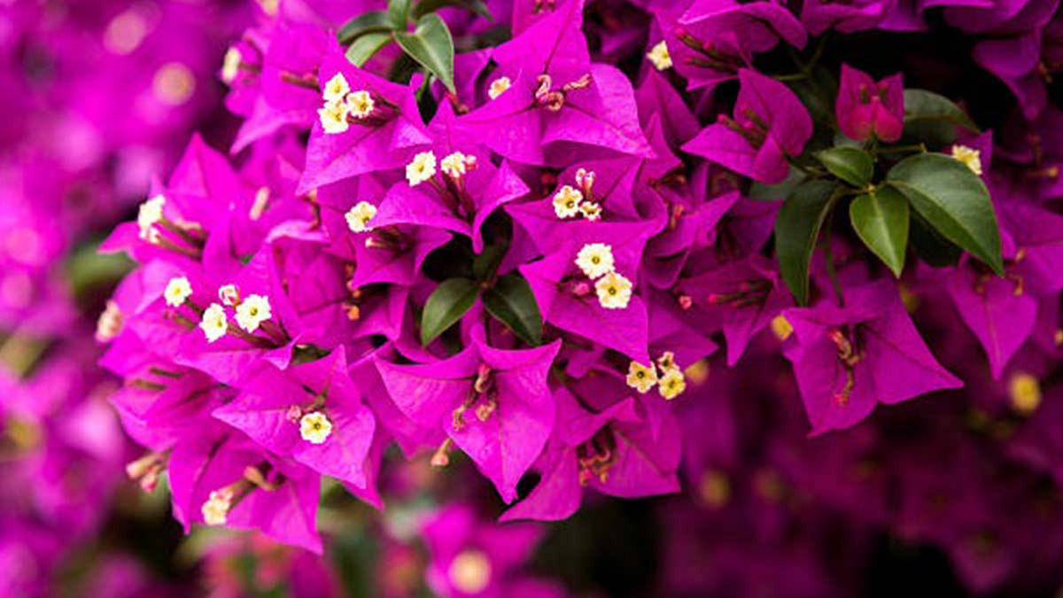 Rosa mexicano: historia del color - UnoTV