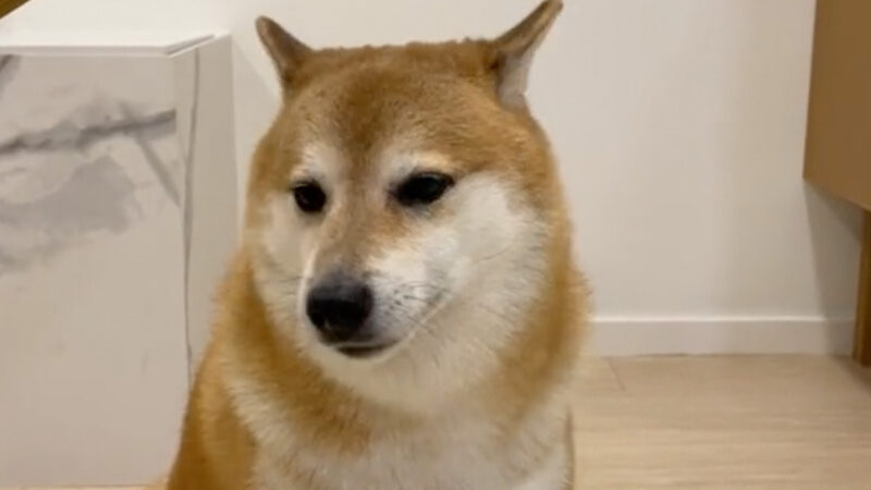 Cheems, el perro de los memes, tiene cáncer - UnoTV