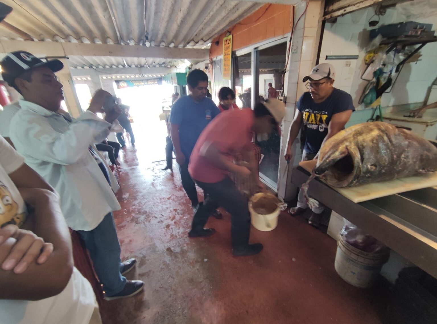 ¡Es enorme! Capturan pez Cherna de 60 kilos en Coatzacoalcos, Veracruz ...