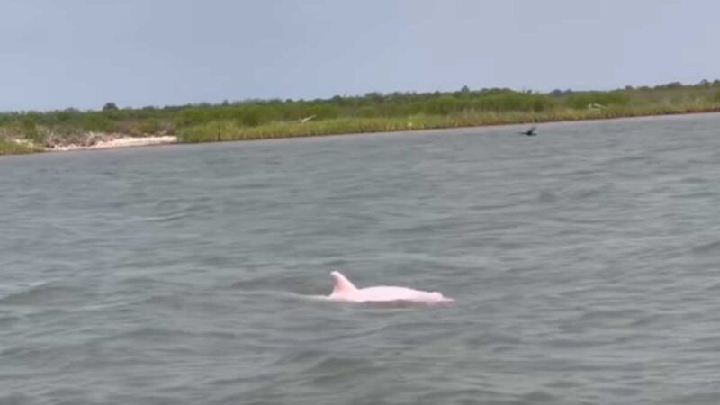 Captan a delfín rosa nadando en el Golfo de México - UnoTV