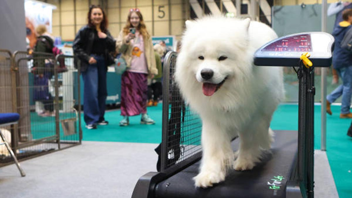 Samoyedo: cómo son, características y cuidados de esta raza de perro ...