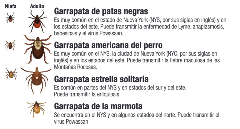 Enfermedad de Lyme: cómo quitarte garrapatas sin usar las manos