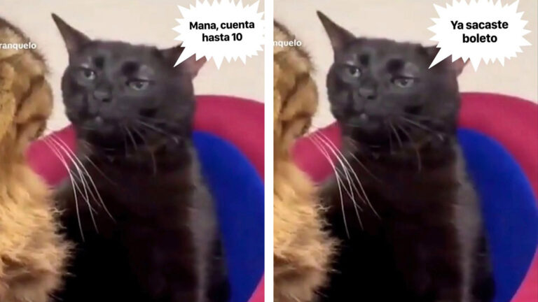 Gato negro inunda las redes con memes por su mirada fija y juzgadora ...