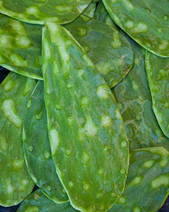 Cómo quitarle la baba a los nopales - UnoTV