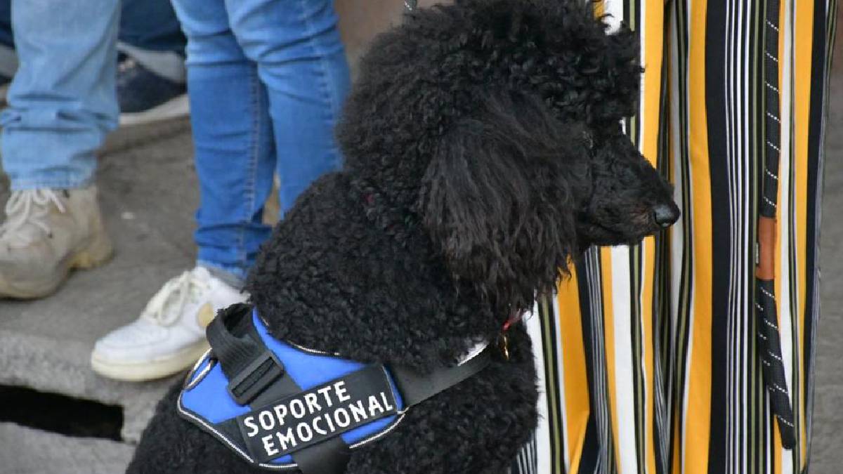 Onix, el perro de soporte emocional que acompaña terapias en CDMX - UnoTV