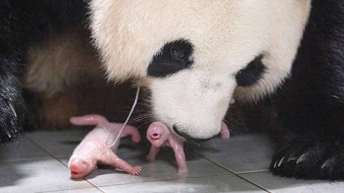 Nacen los primeros pandas gigantes gemelos en Corea del Sur; así lucen ...