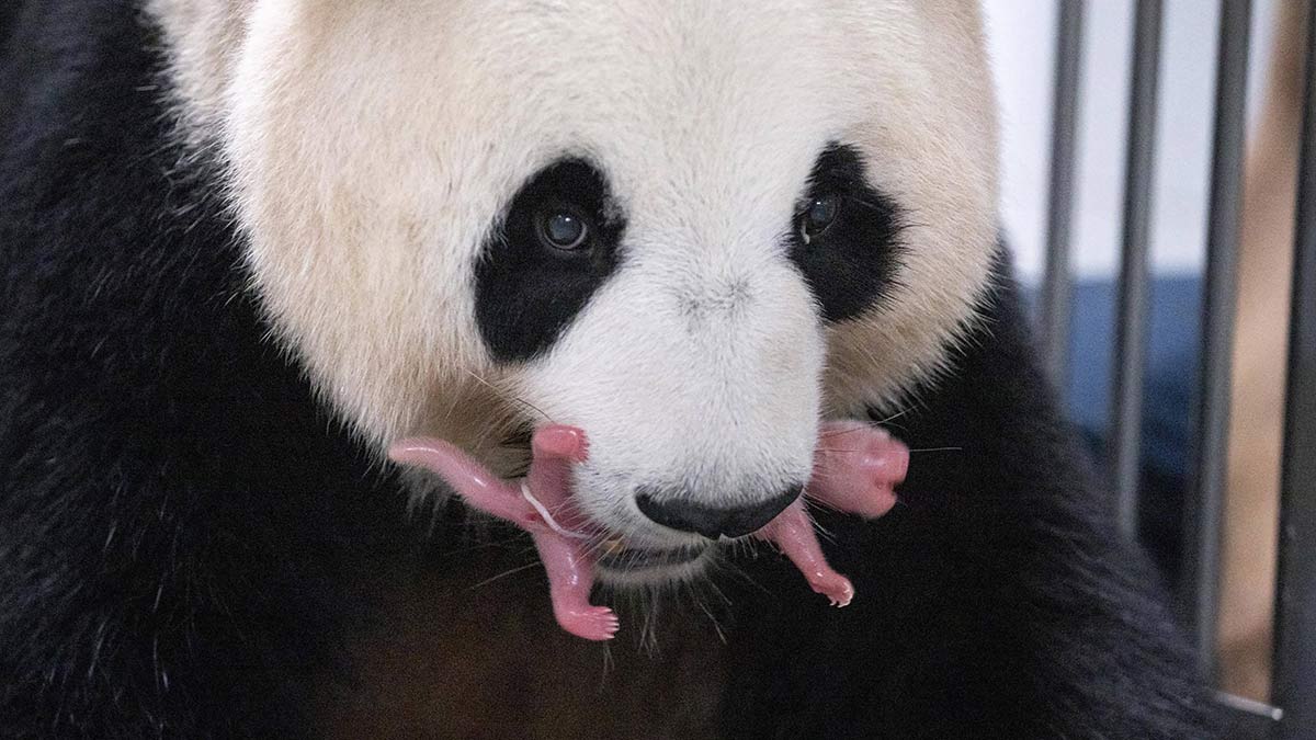 Nacen los primeros pandas gigantes gemelos en Corea del Sur; así lucen ...