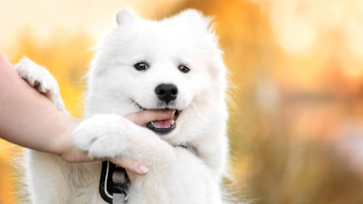 Samoyedo: cómo son, características y cuidados de esta raza de perro ...