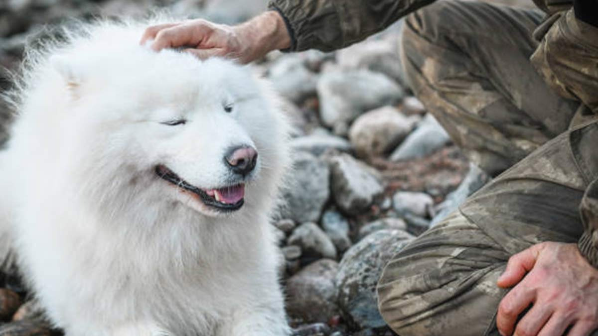 Samoyedo: cómo son, características y cuidados de esta raza de perro ...