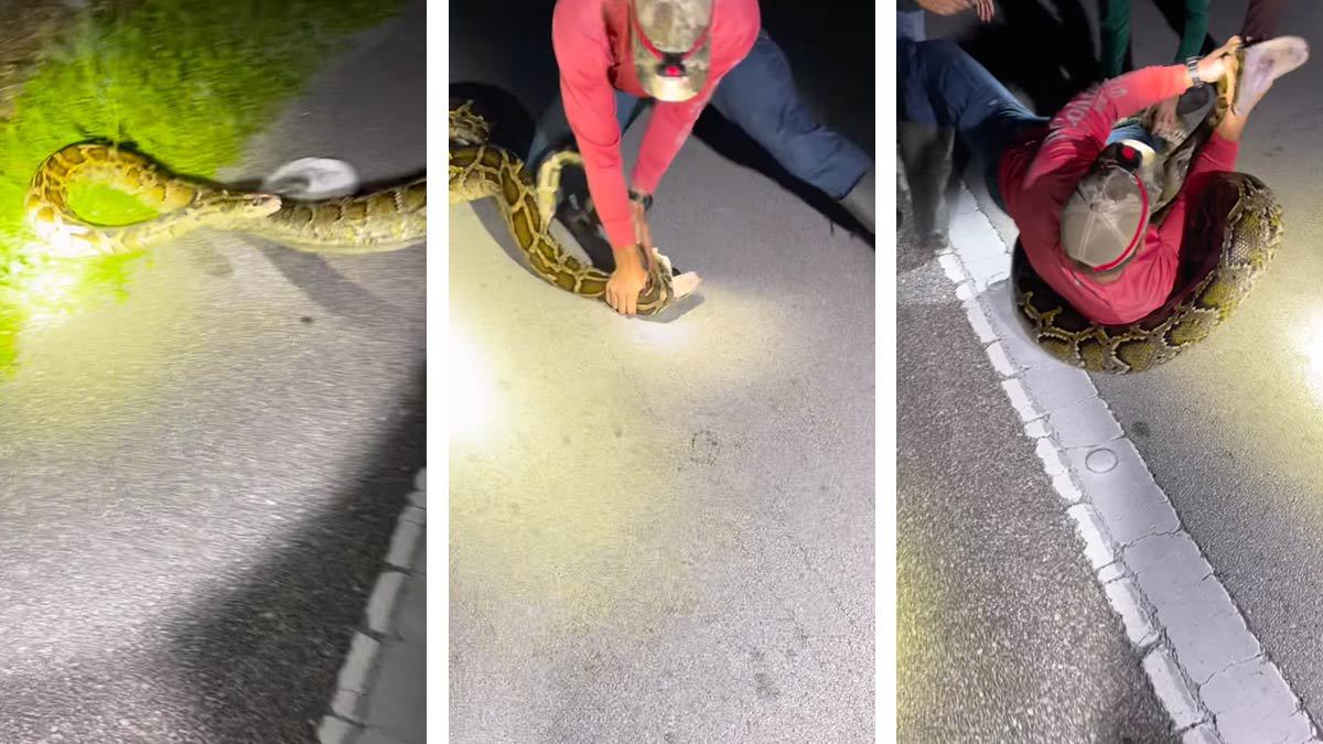 Mide casi 6 metros de largo: capturan la pitón birmana más grande jamás ...