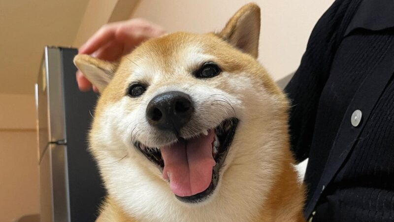 Muere "Cheems", el perrito más viral de internet - UnoTV