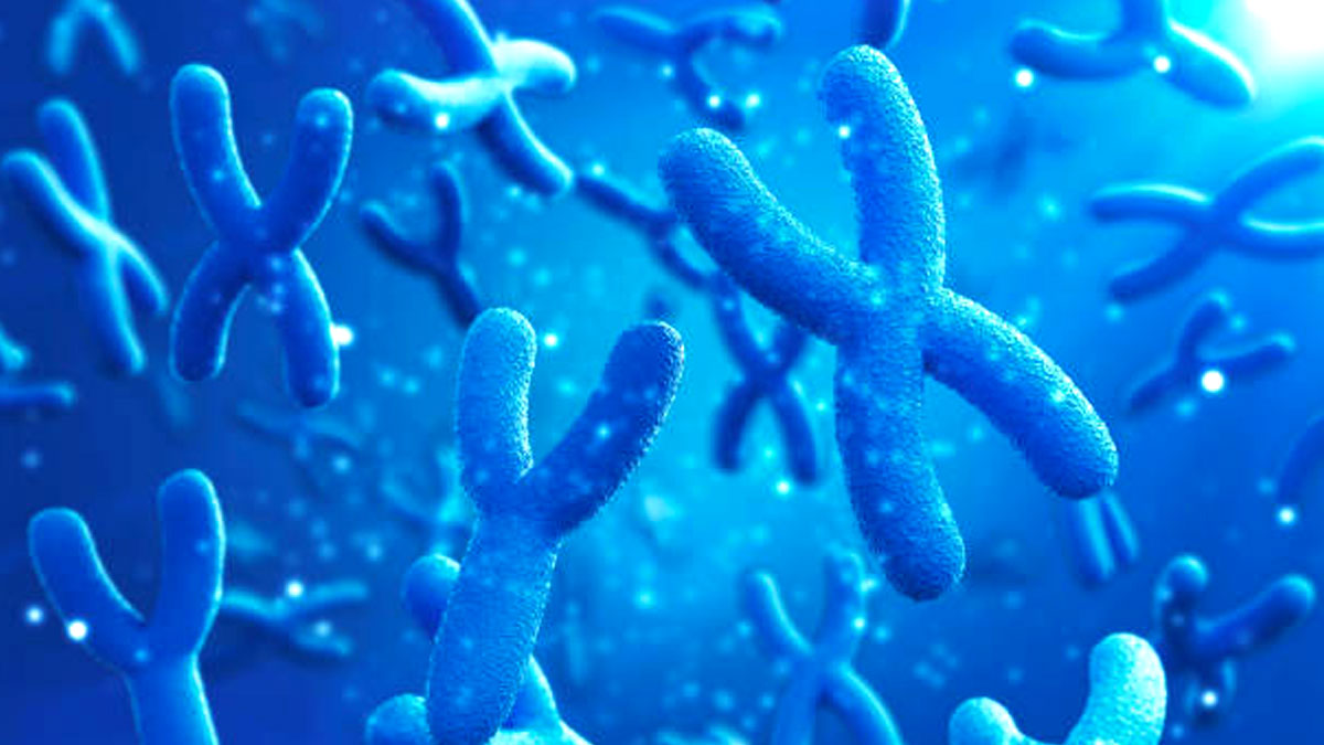 Científicos resuelven el rompecabezas genético del cromosoma "Y"- UnoTV