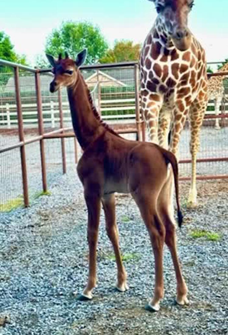 Nace jirafa única en el mundo, no tiene una sola mancha: fotos - UnoTV