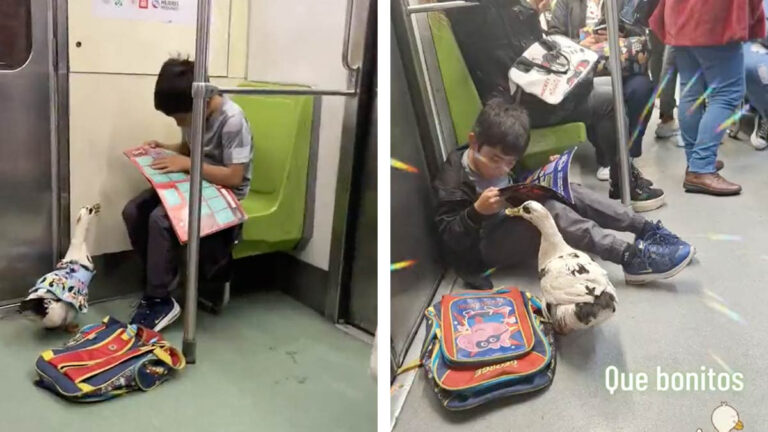 Niño y su pato mascota son captados en el metro de la CDMX y las redes ...