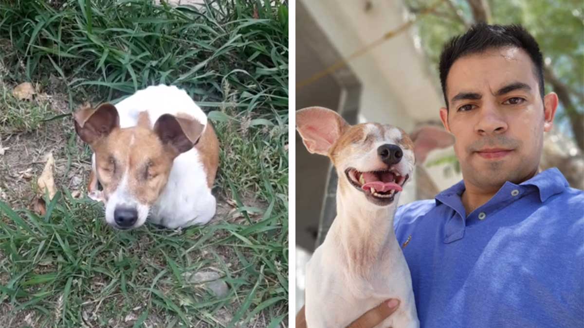 Hombre en Nuevo León se encuentra a perrita sin ojos y la adopta - UnoTV