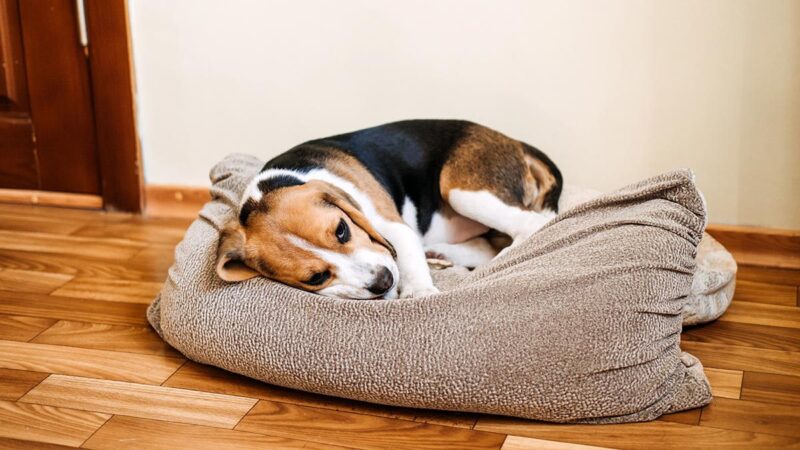 Cómo saber si mi perro está triste o deprimido - UnoTV