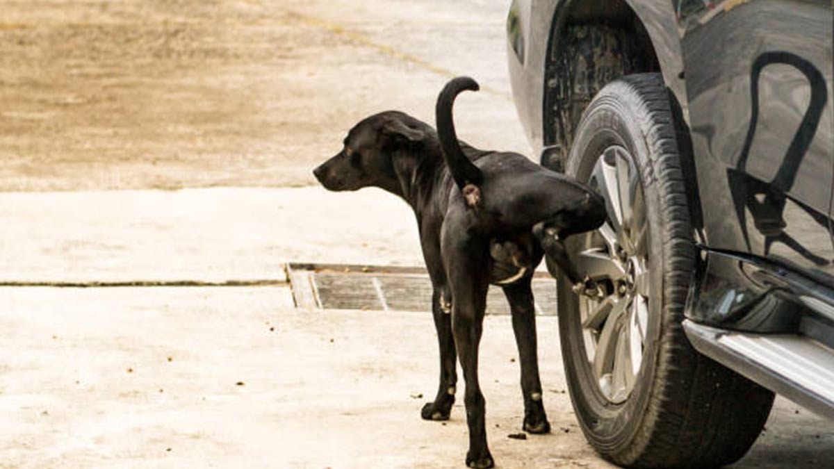 Por qué los perros orinan las llantas de los coches y como evitarlo - UnoTV