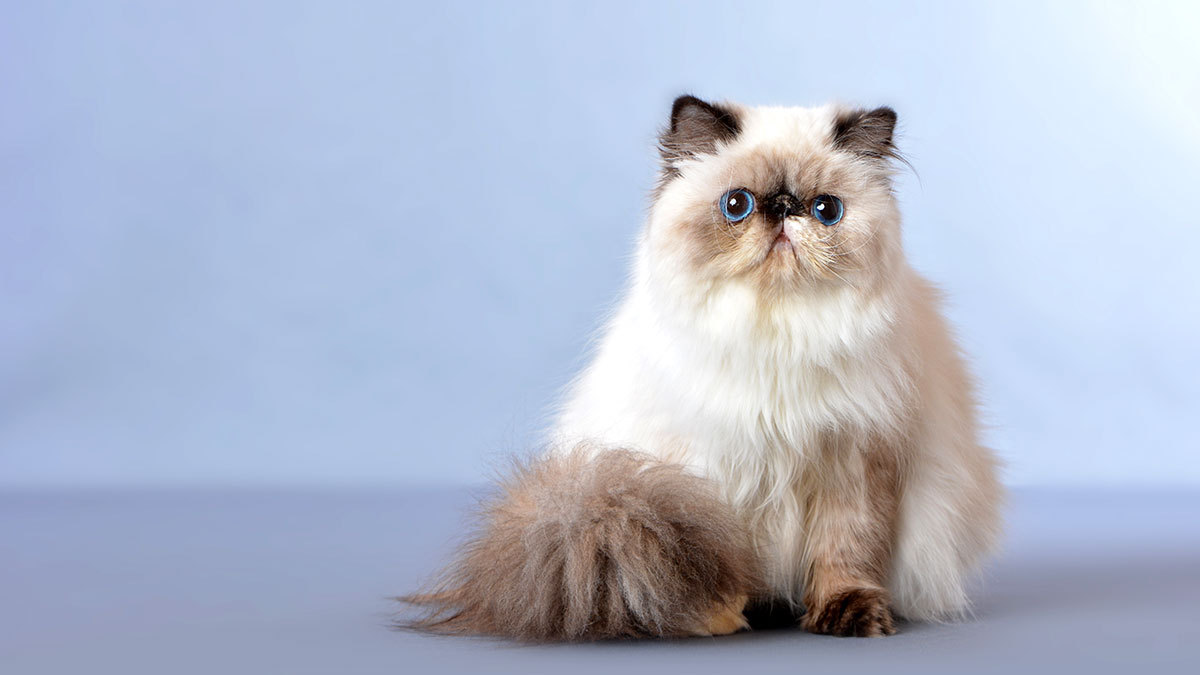 Racas De Gatos Inteligentes 3 Razas Más Pequeñas De Gatitos