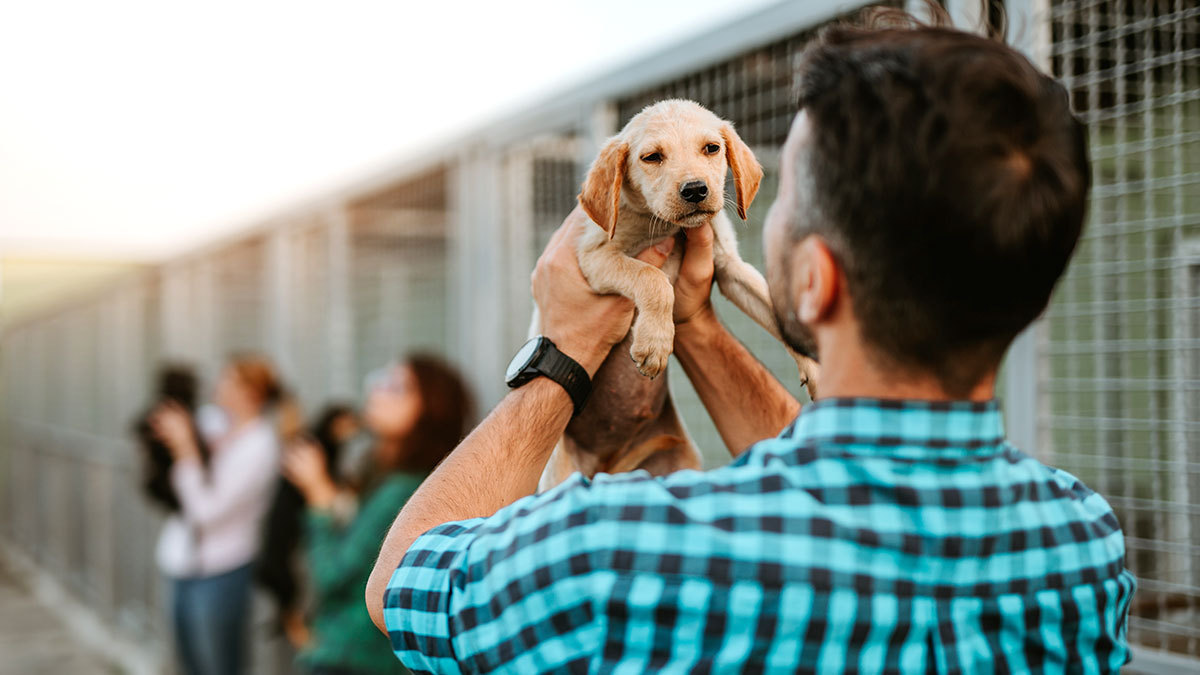 Beneficios de adoptar un perro - UnoTV