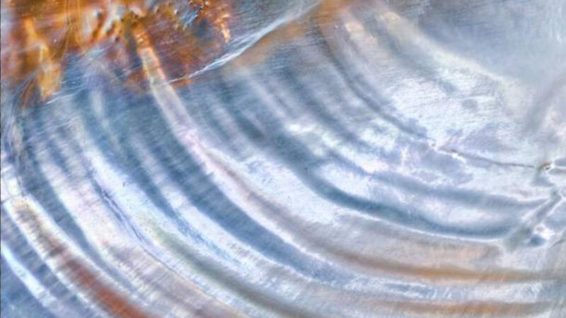 La concha nácar quita manchas; usos, beneficios y cómo aplicarla - UnoTV