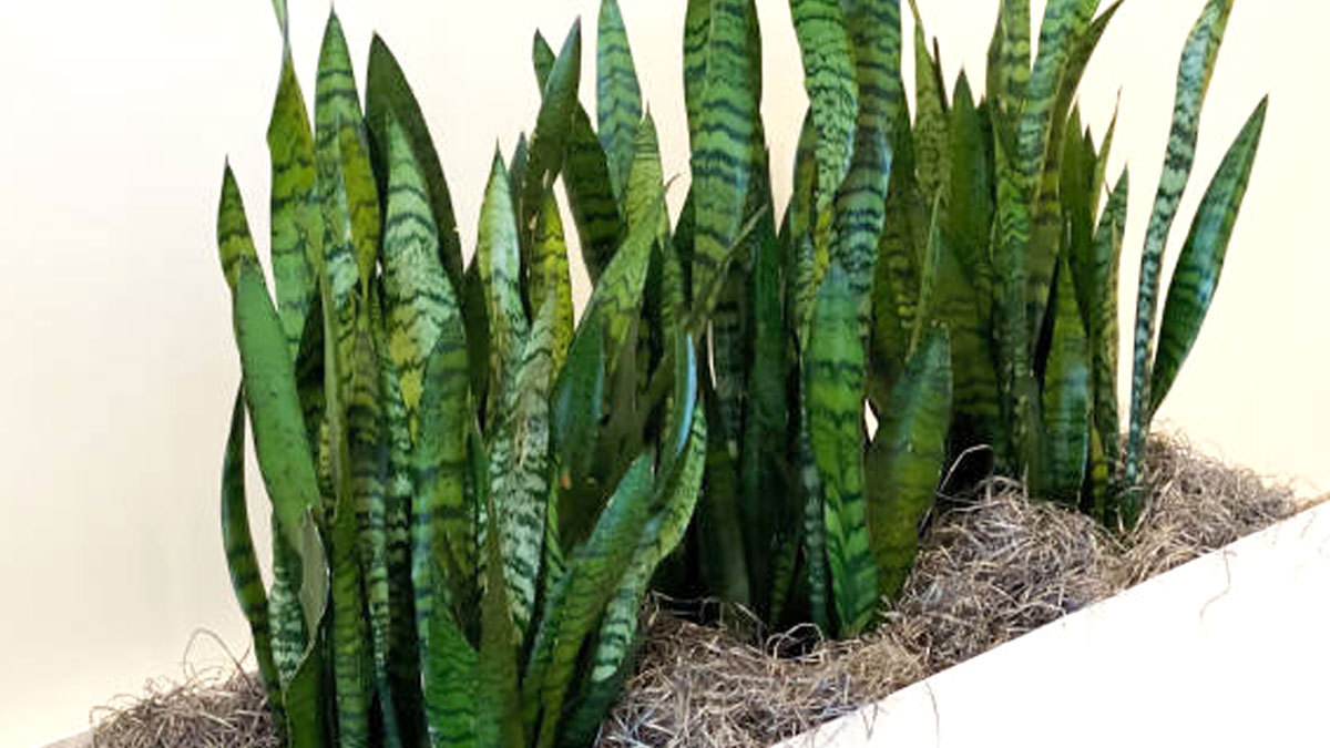 Lengua de suegra, de dónde viene el nombre de esta planta - UnoTV