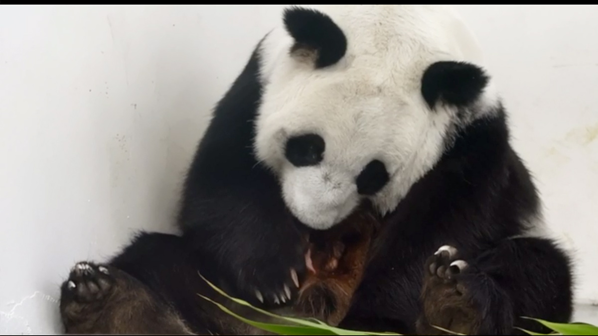El Zoológico de Moscú muestra al primer cachorro de panda gigante ...