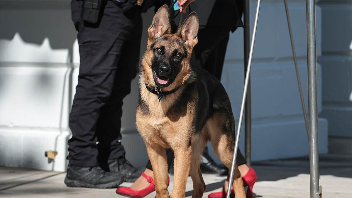 Perro de Biden muerde a otro agente del Servicio Secreto - UnoTV