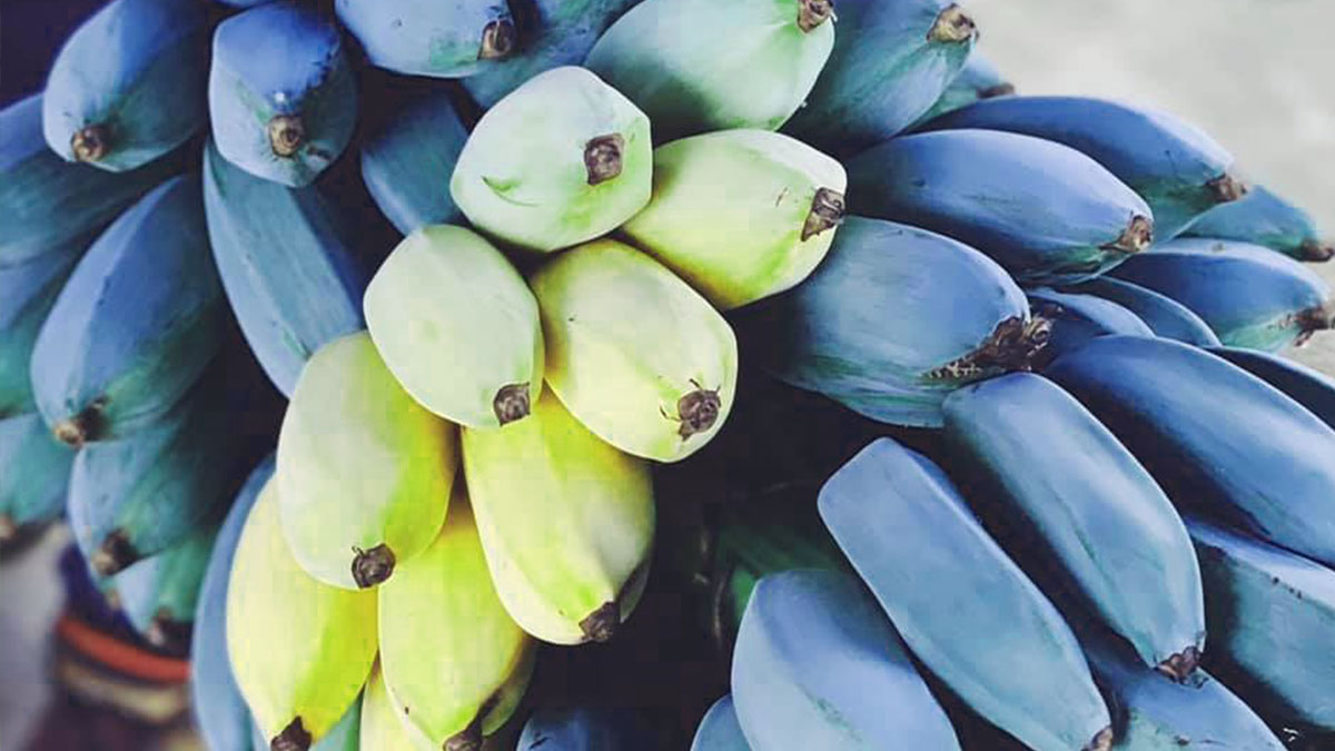 Plátano azul: ¿qué es esta nueva variante frutal de Canarias que sabe a ...