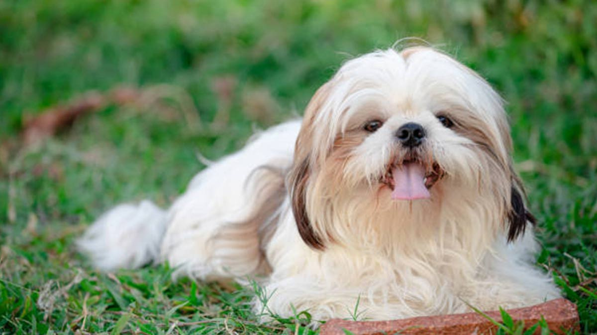 Estas son las razas de perro más desobedientes - UnoTV