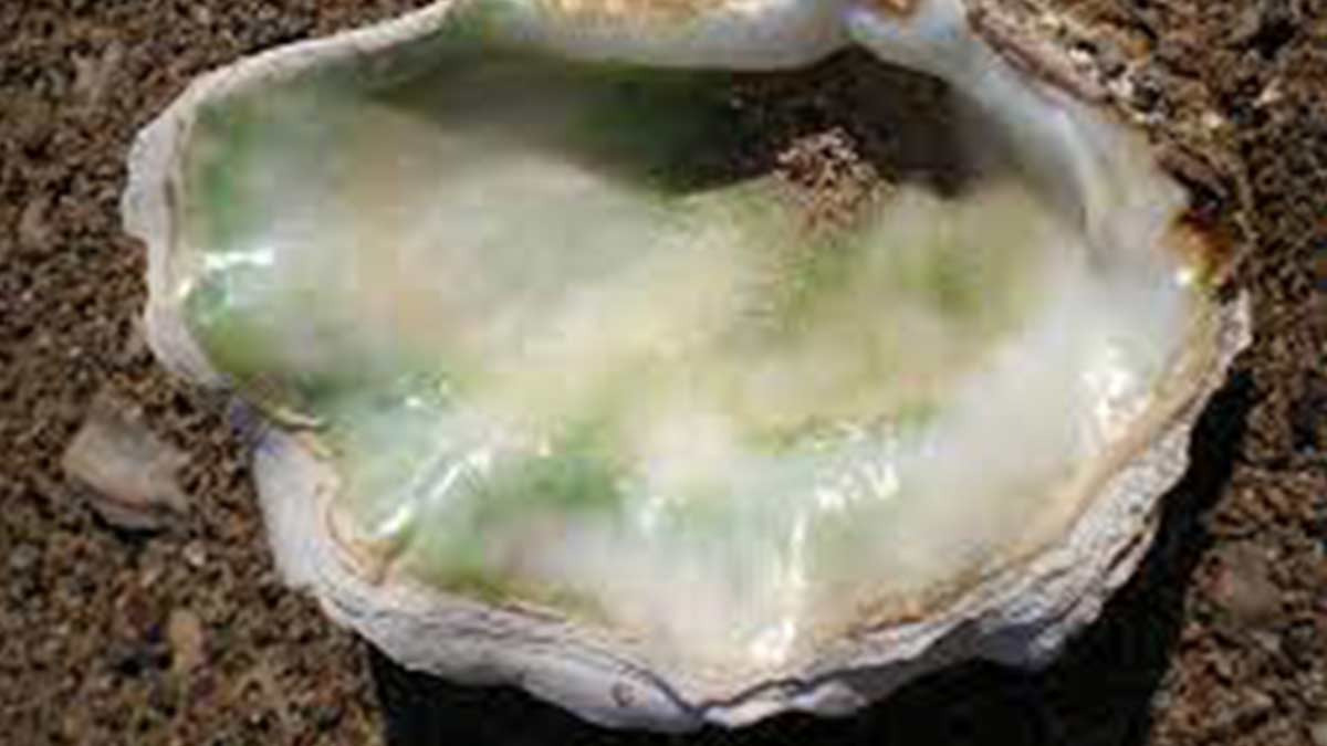 ¿La concha nácar quita manchas? Ve usos, beneficios y cómo … – Uno TV ...