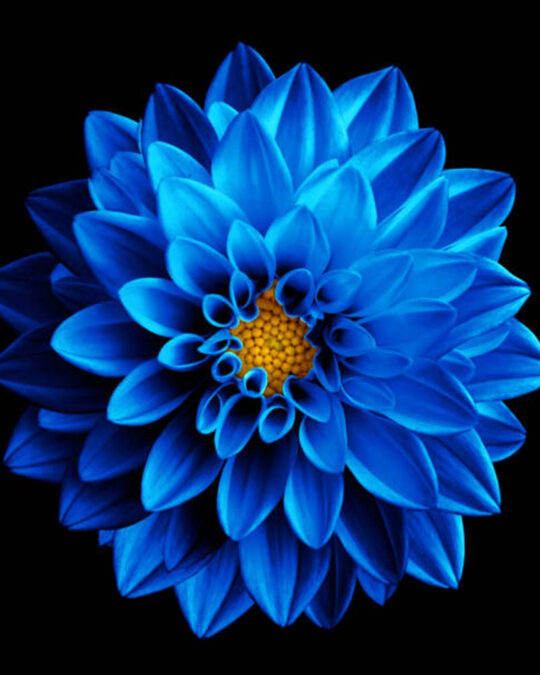 Tipos de flores azules que existen - UnoTV