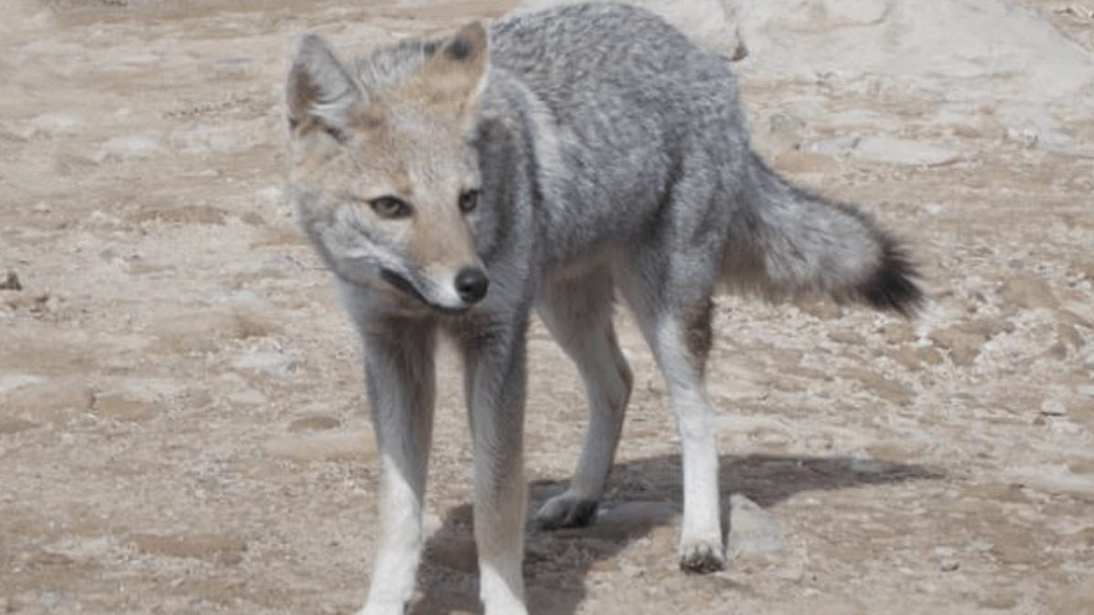 "Dogxi", el perro híbrido de Brasil resultado de la cruza de un zorro y ...
