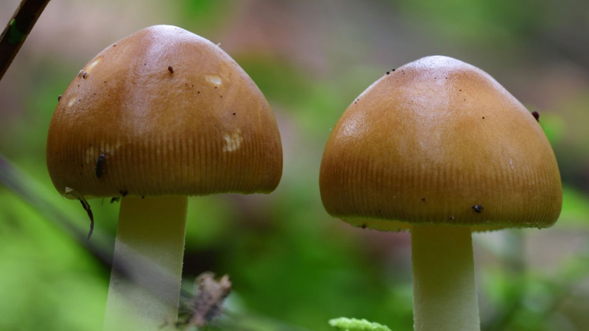 Psilocibina, ¿qué es esta sustancia que tienen algunos hongos y cuál es su uso terapéutico? - UnoTV