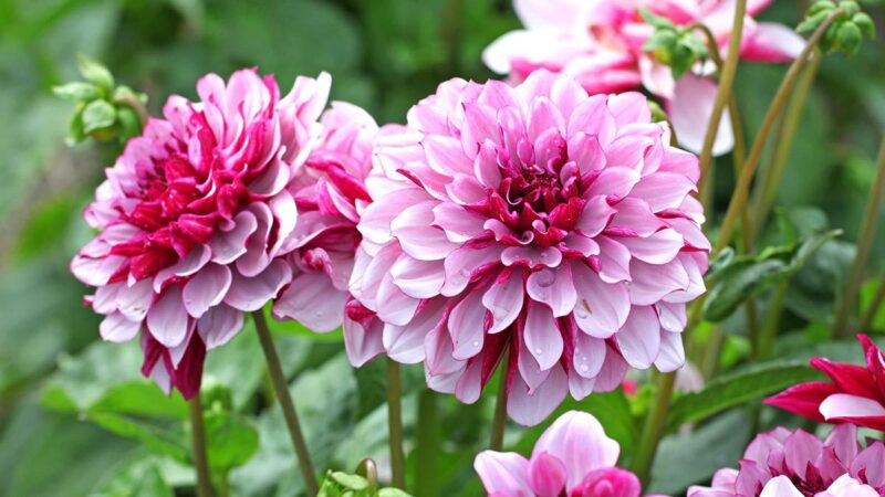 Dalia, flor nacional de México: cuidados, origen y significado - UnoTV