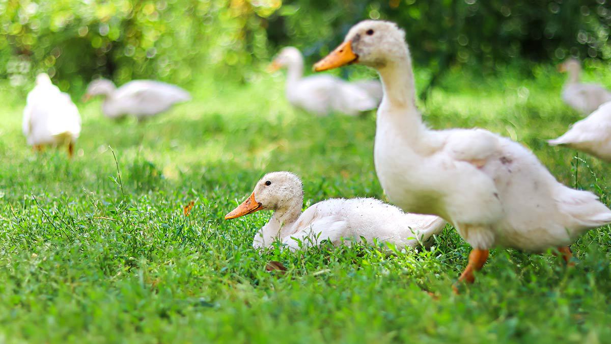 Animales de granja ideales como mascotas - UnoTV