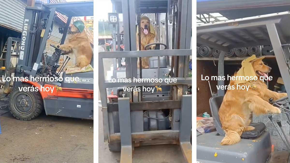 Video: Perrito chambeador opera máquina de carga - UnoTV