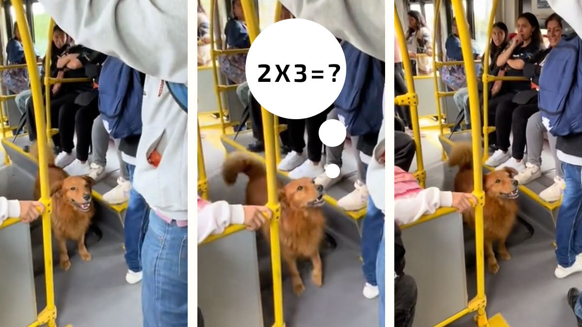 Perro que sabe contar sorprende con su talento matemático - UnoTV