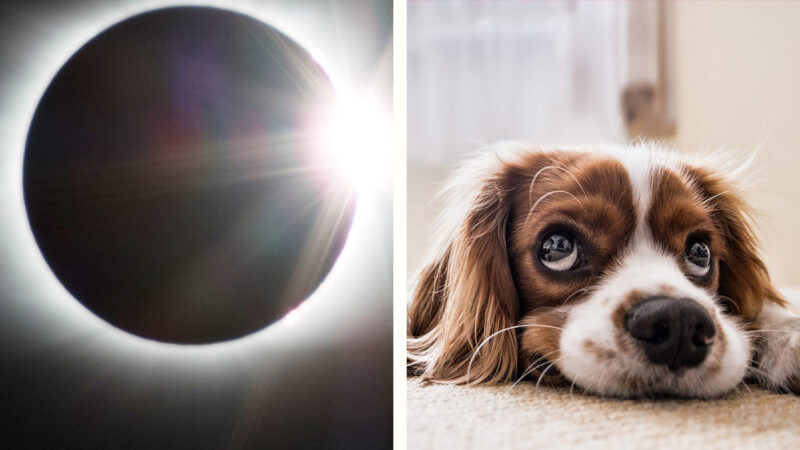 ¿Cómo proteger a tus mascotas durante un eclipse de Sol? - UnoTV