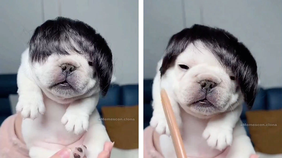 El perro emo si existe, aquí te presentamos a este tierno lomito - UnoTV