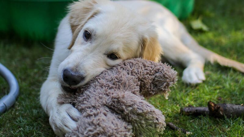Video de perro que invita a sus peluches a comer se viraliza - UnoTV