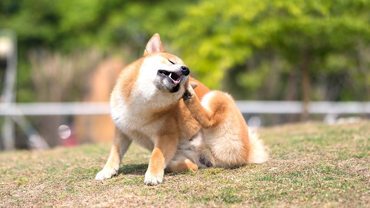 Cómo saber si mi mascota tiene chinches y qué hacer si es picada por ...