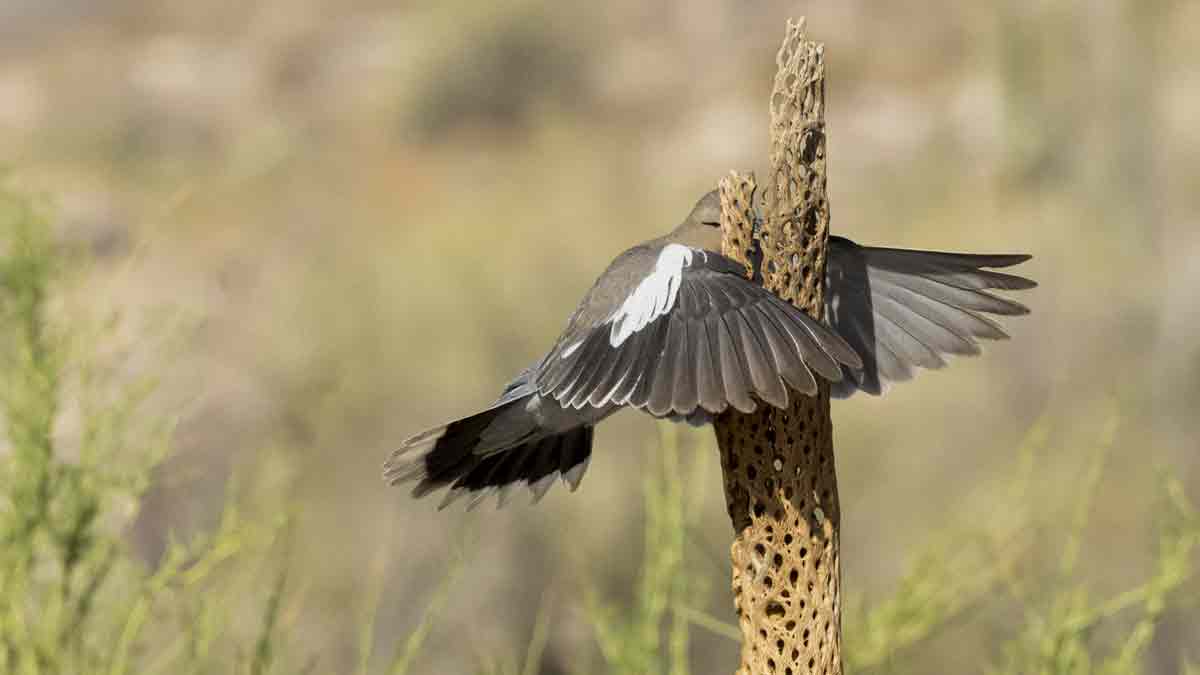 Comedy Wildlife Photo 2023: las fotos más divertidas - UnoTV