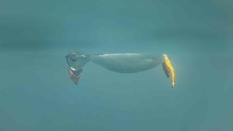 Comedy Wildlife Photo 2023: las fotos más divertidas - UnoTV